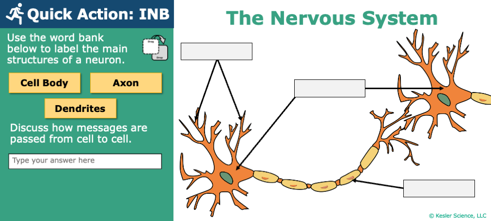 Nervous System Lesson Plan – A Complete 5E Method Science Unit